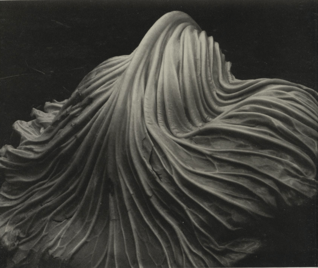 Still Life – Edward Weston Bibliography